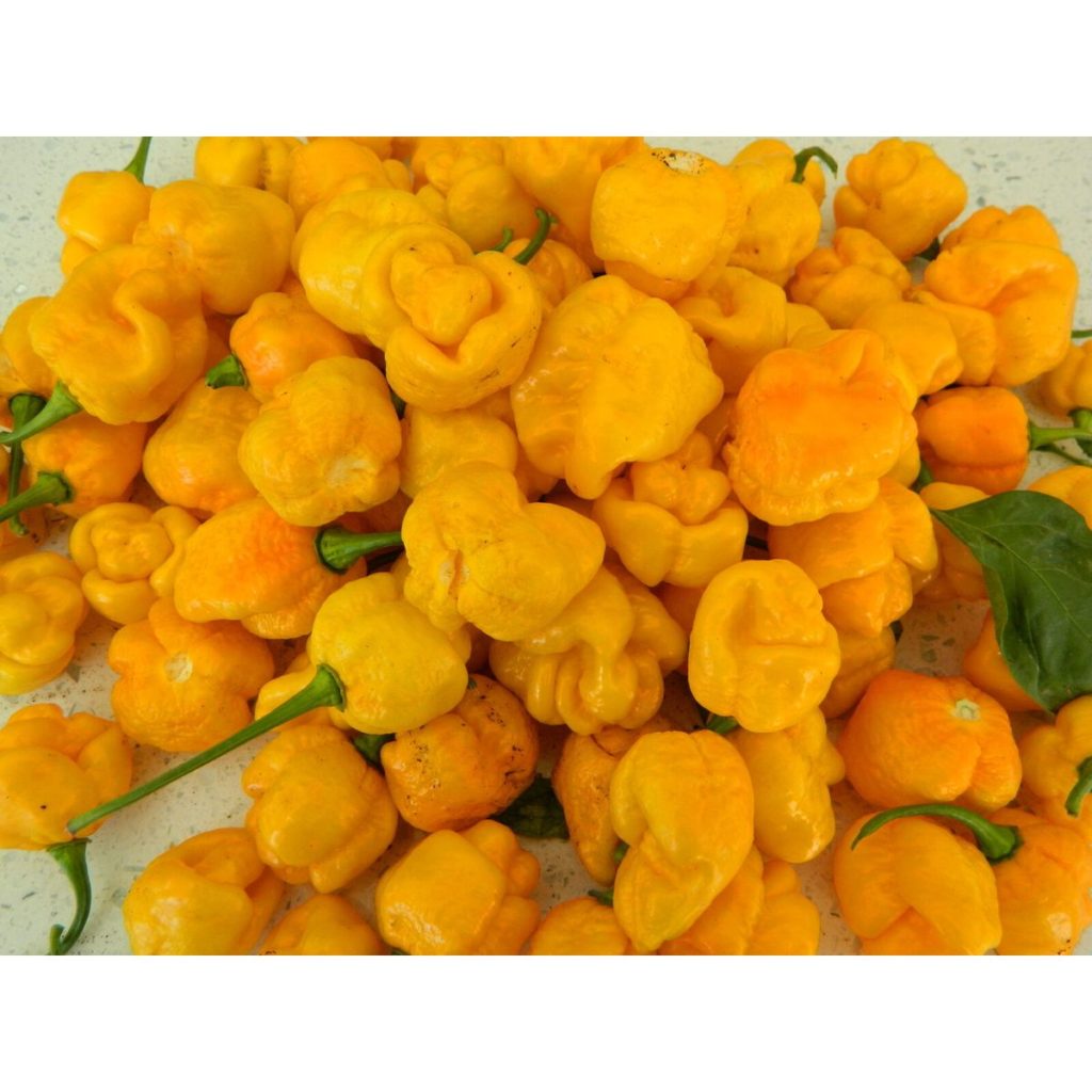 7 Pot Yellow Brain Strain Chilli Seeds - 7 Pot Yellow Brain Strain ...
