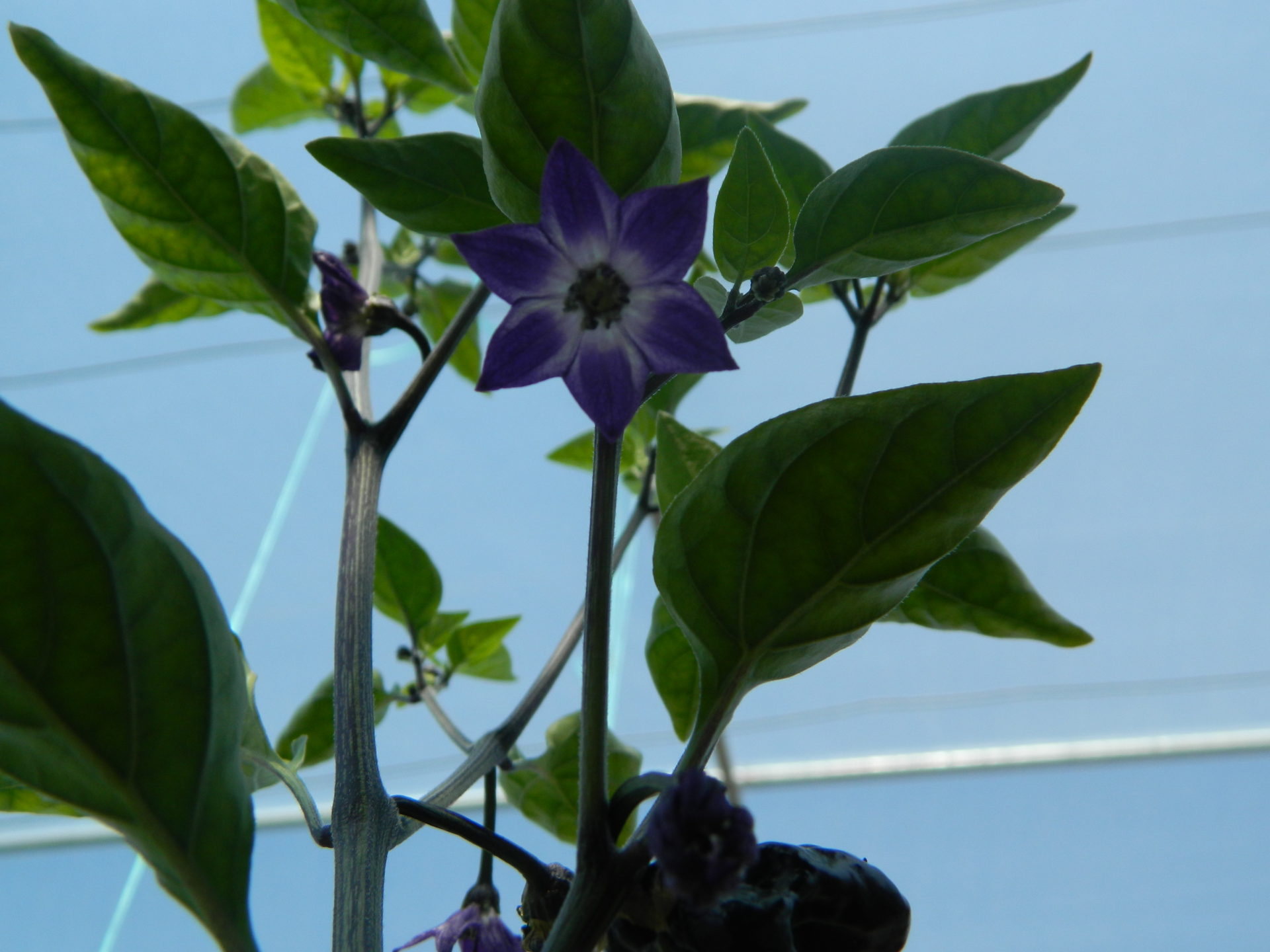 Purple UFO Chilli Seeds - Amazing Variety - Purple UFO Pepper Seeds