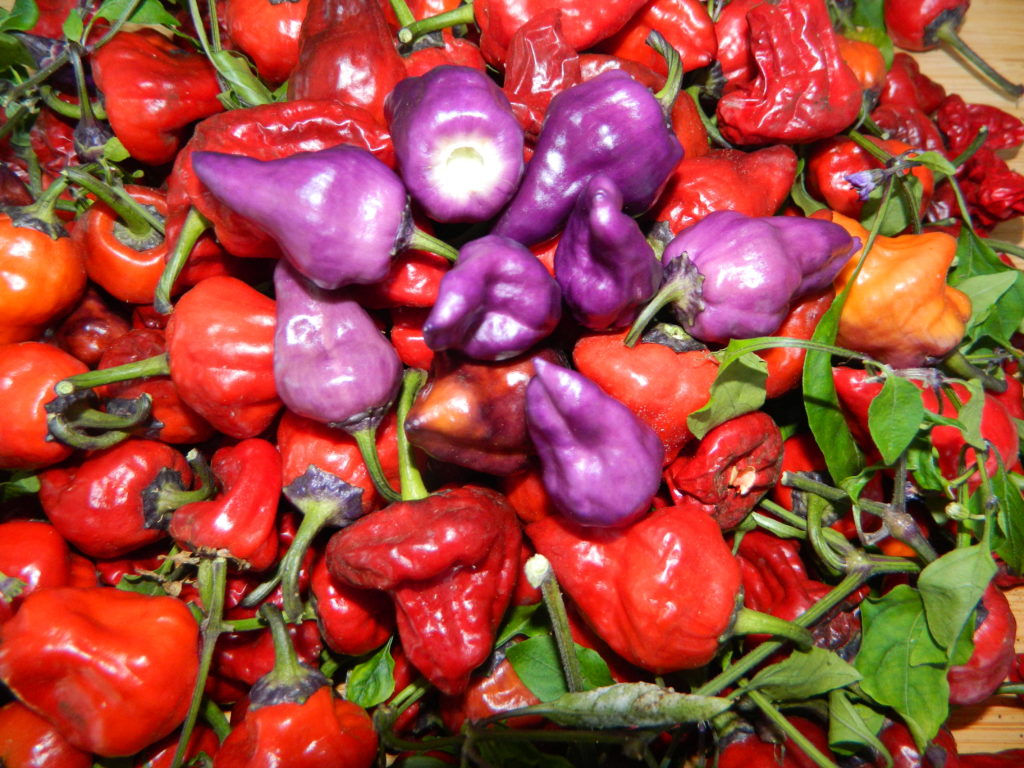 Purple UFO Chilli Seeds - Amazing Variety - Purple UFO Pepper Seeds