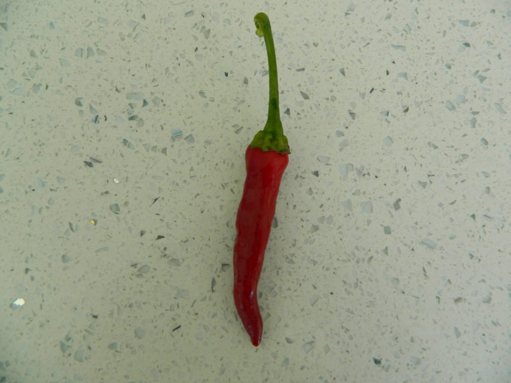 Kashmiri Chilli Seeds - Kashmi Mirch Red Pepper Seeds - 20 Fresh Seeds