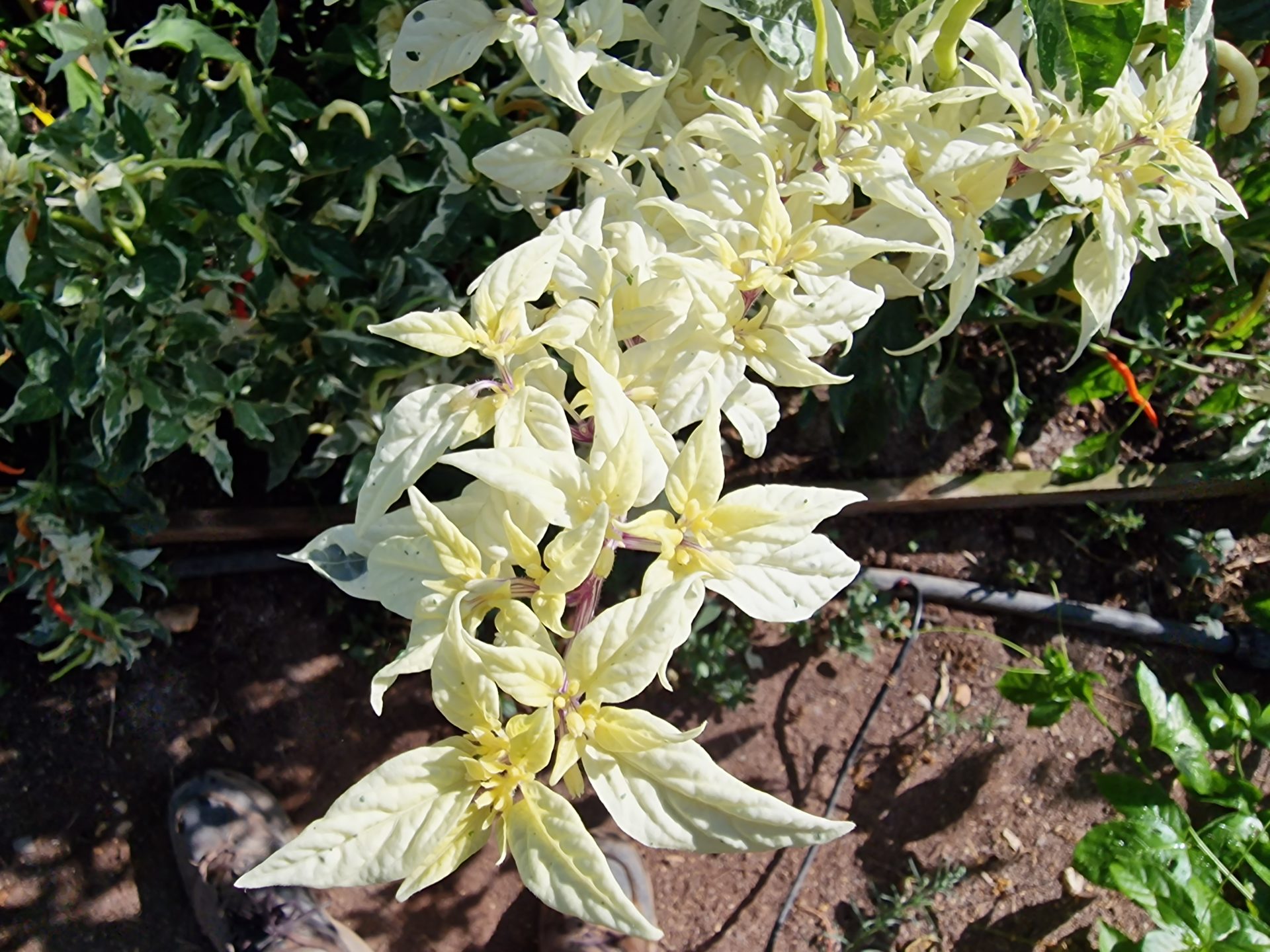 Uchu Cream Chilli Seeds - Uchu Cream Pepper Seeds - Red Dragon Seeds