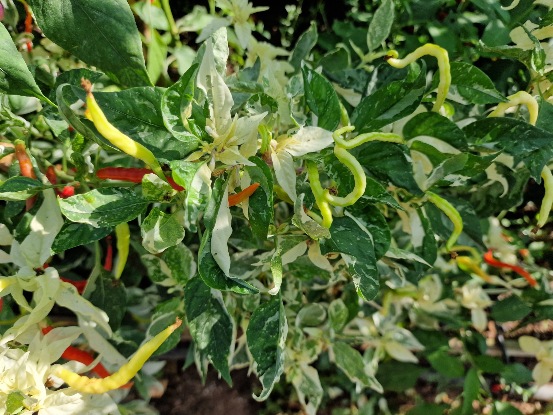 Uchu Cream Chilli Seeds - Uchu Cream Pepper Seeds - Red Dragon Seeds