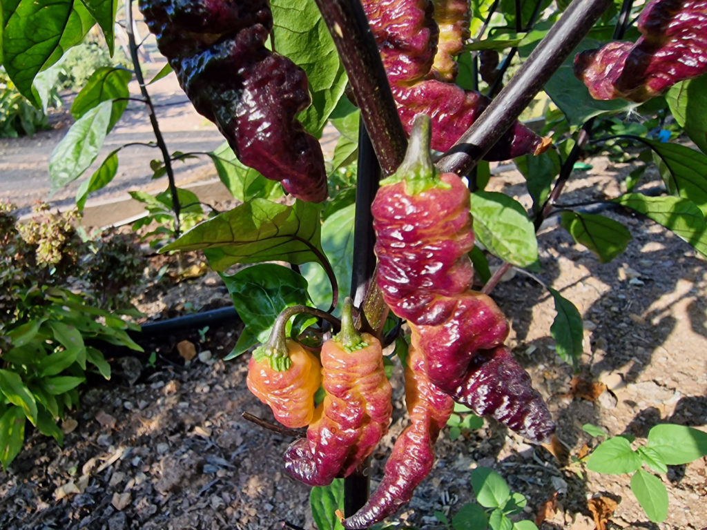 Thors Thunderbolt Chilli Seeds - Thors Thunderbolt Pepper Seeds - Red ...