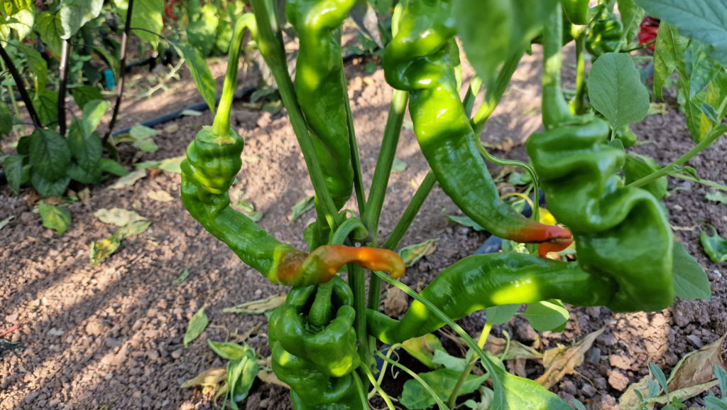 HJ8 Total Eclipse Space Chilli Seeds - HJ8 Total Eclipse Space Pepper Seeds - Red Dragon Seeds