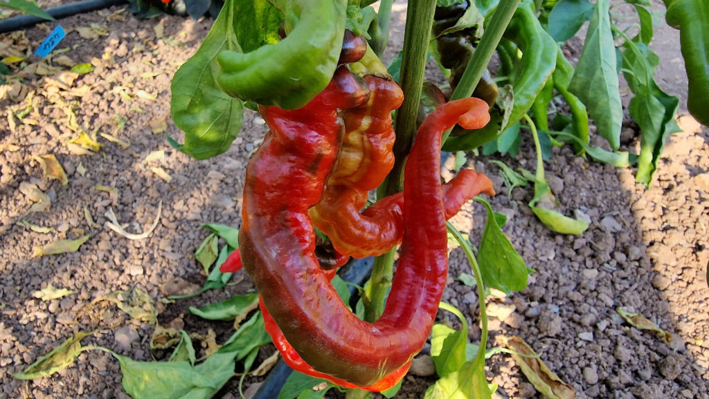 HJ8 Total Eclipse Space Chilli Seeds - HJ8 Total Eclipse Space Pepper ...
