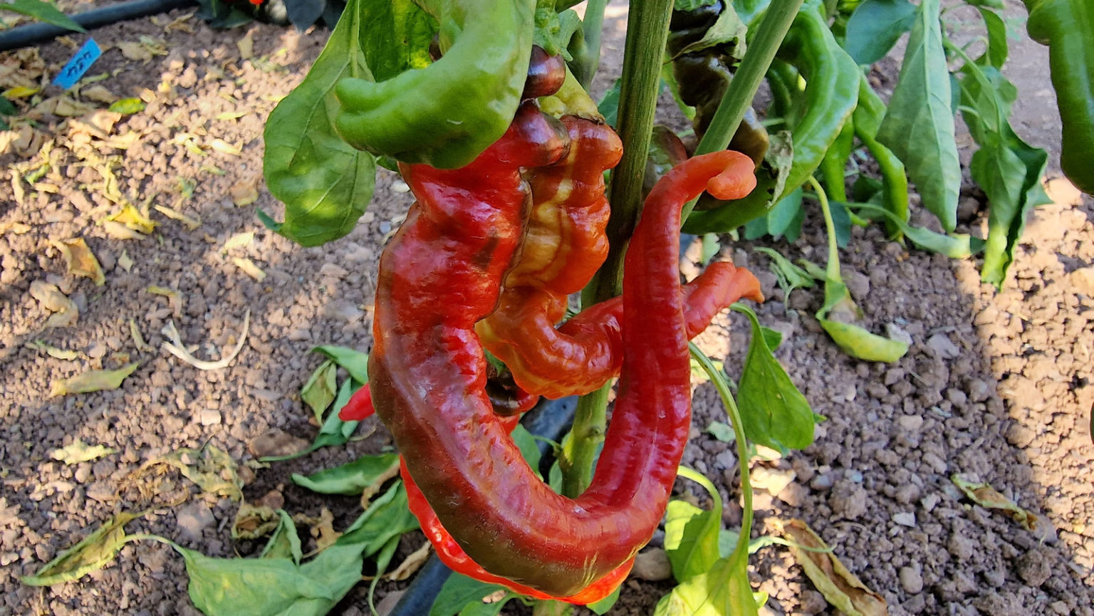 HJ8 Total Eclipse Space Chilli Seeds - HJ8 Total Eclipse Space Pepper Seeds - Red Dragon Seeds