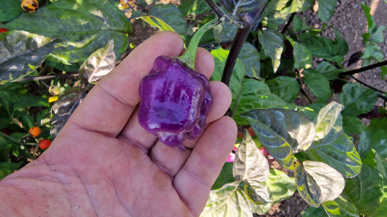 Wolf Red Chilli Seeds - Wolf Red Purple Pepper Seeds - Red Dragon Seeds