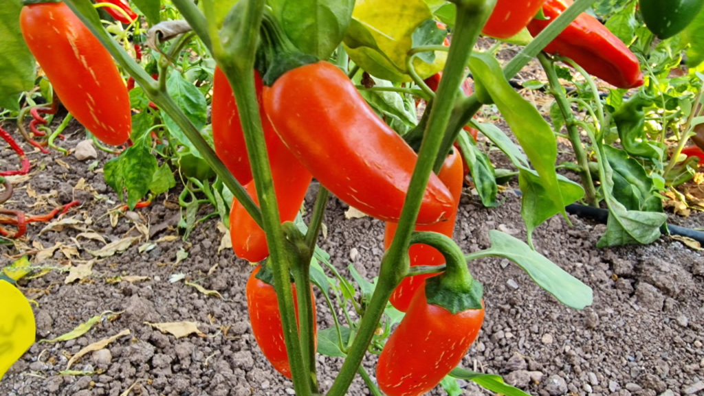 Numex Orange Spice Chilli Seeds - Numex Orange Spice Pepper Seeds - Red ...