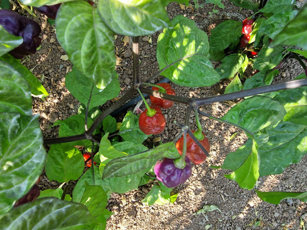 Wolf Red Chilli Seeds - Wolf Red Purple Pepper Seeds - Red Dragon Seeds