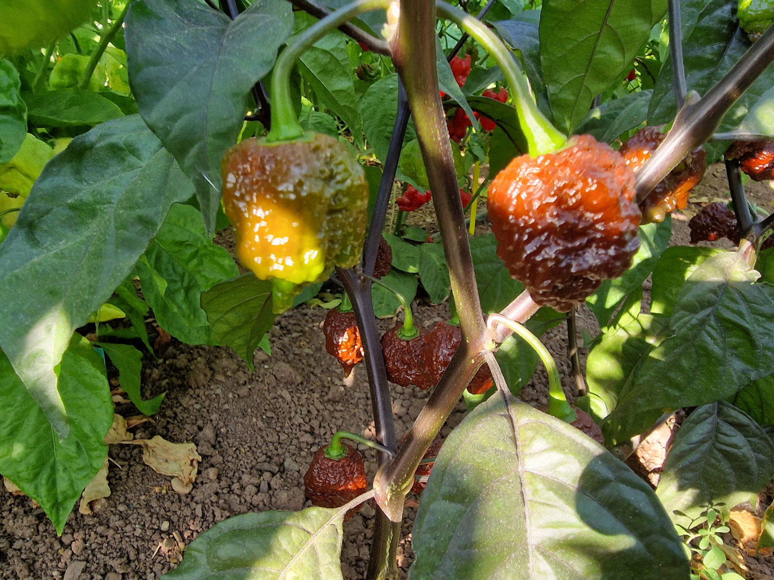 Testanera Chocolate Chilli Seeds - Testanera Chocolate Pepper Seeds ...
