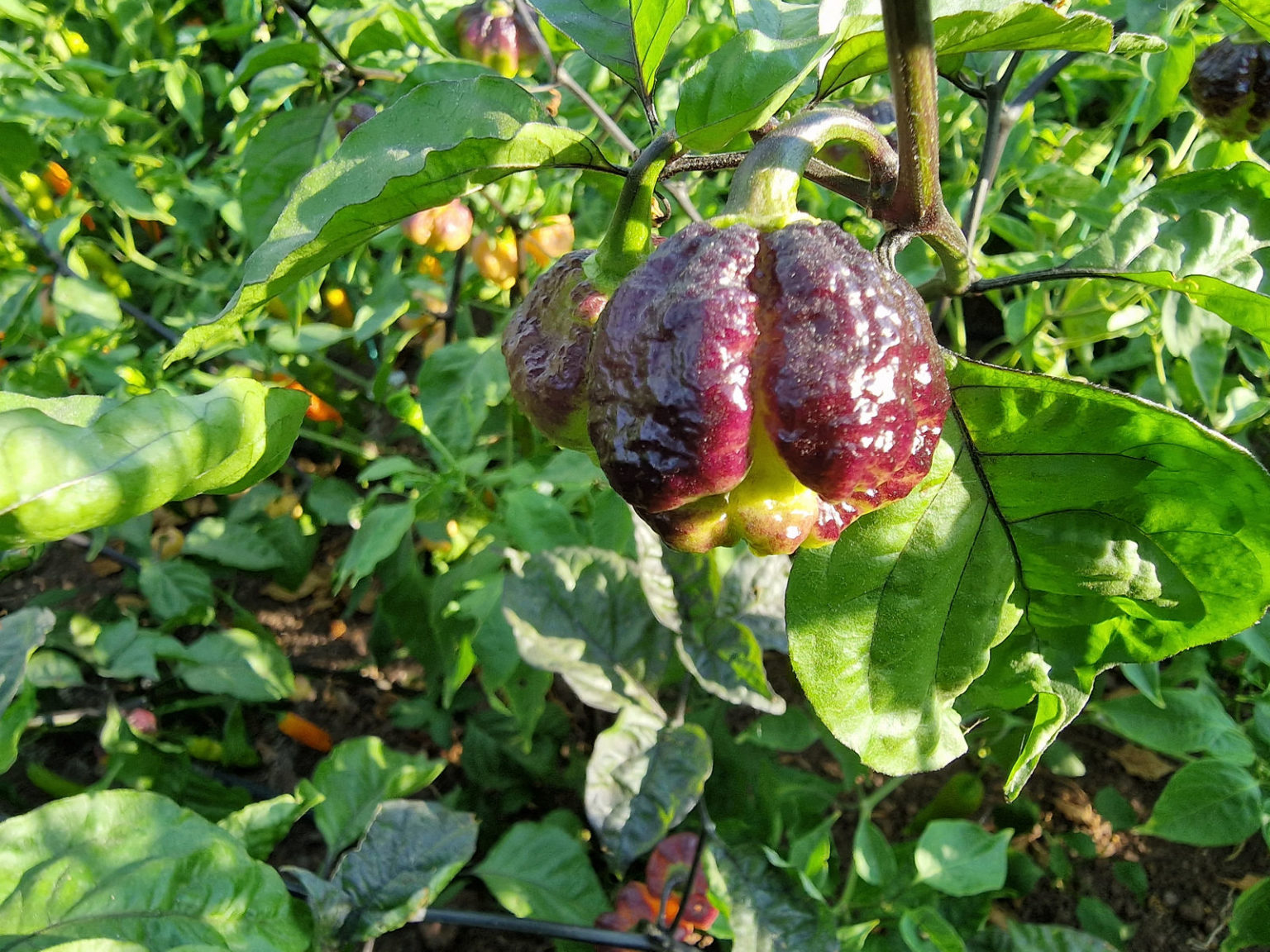 PockMark Peach Chilli Seeds - PockMark Peach Pepper Seeds - Red Dragon ...