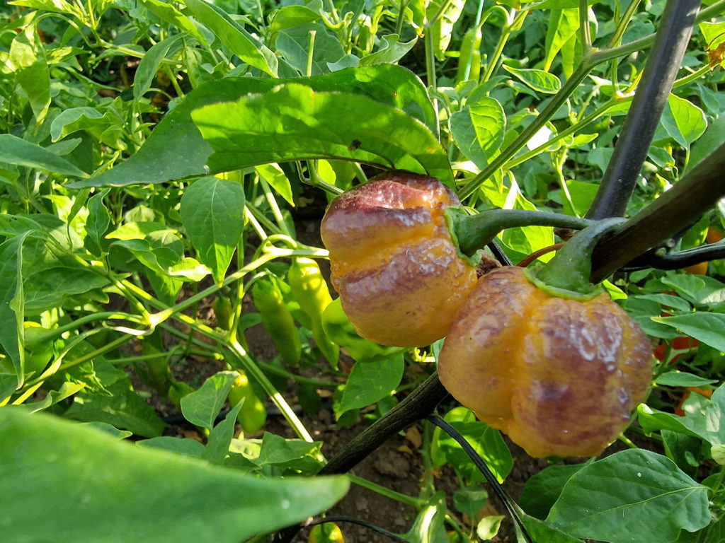 PockMark Peach Chilli Seeds - PockMark Peach Pepper Seeds - Red Dragon ...