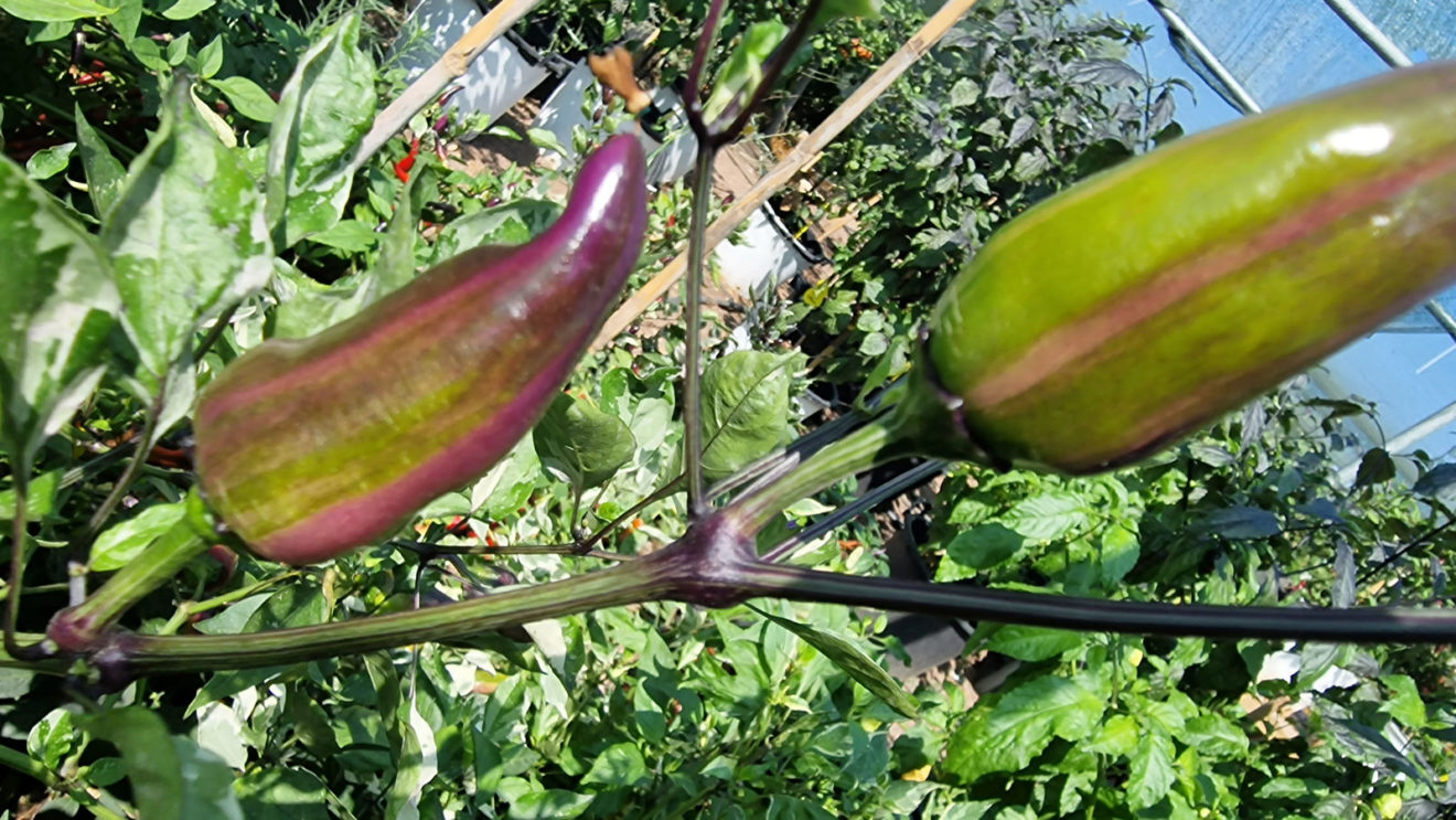 Jalapeno Tiger Chilli Seeds - Jalapeno Tiger Pepper Seeds - Red Dragon ...