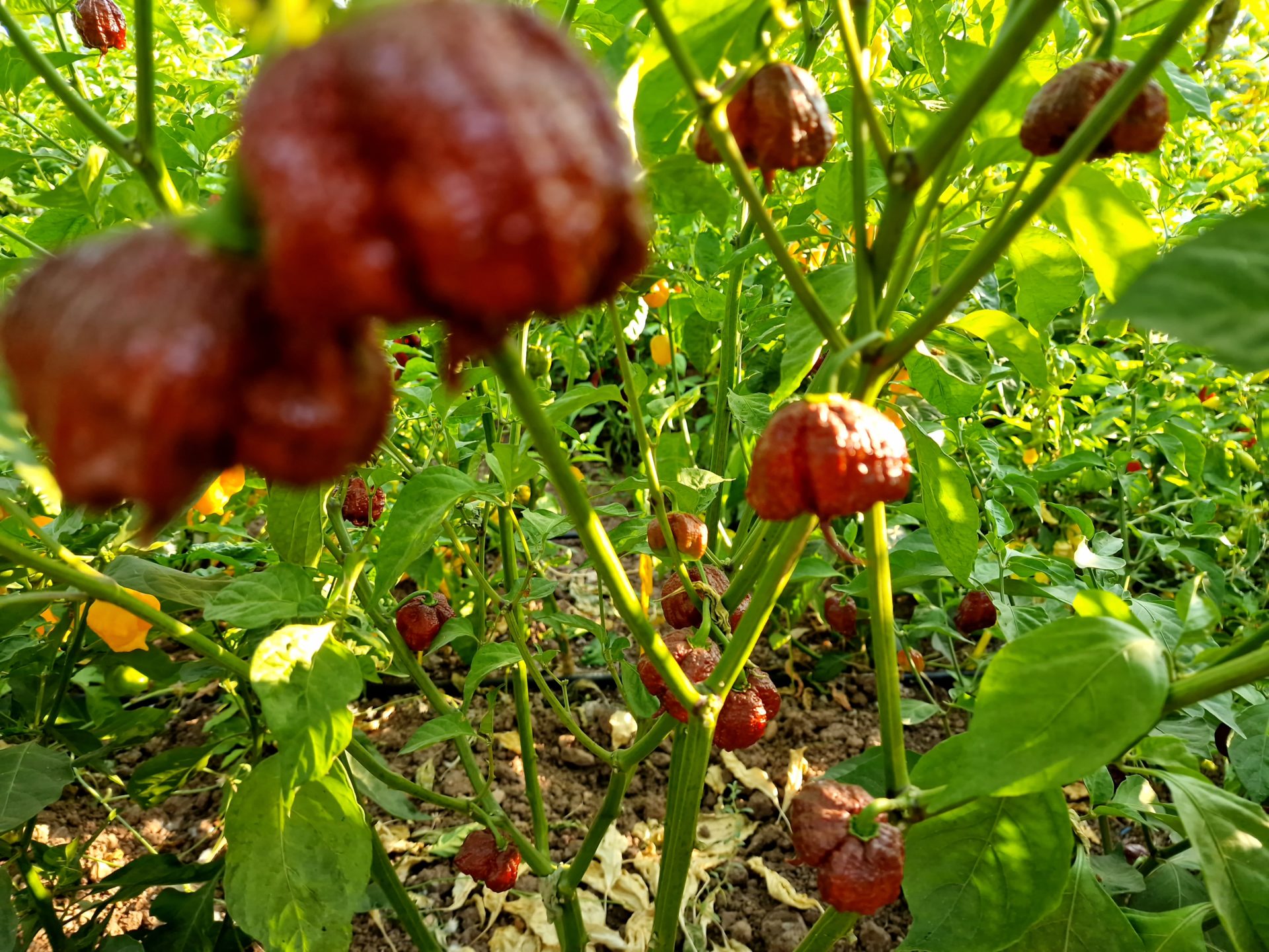Carolina Reaper Chocolate Chilli Seeds - Carolina Reaper Chocolate ...
