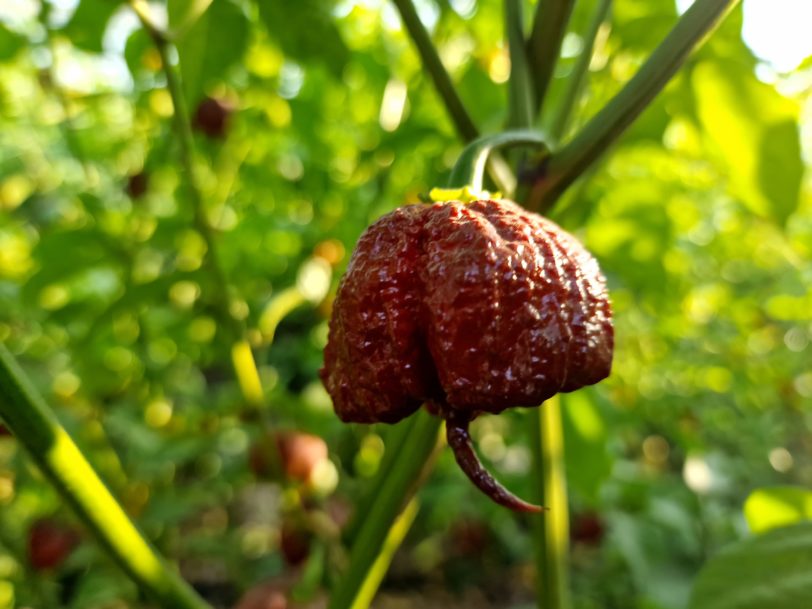 Carolina Reaper Chocolate Chilli Seeds - Carolina Reaper Chocolate ...