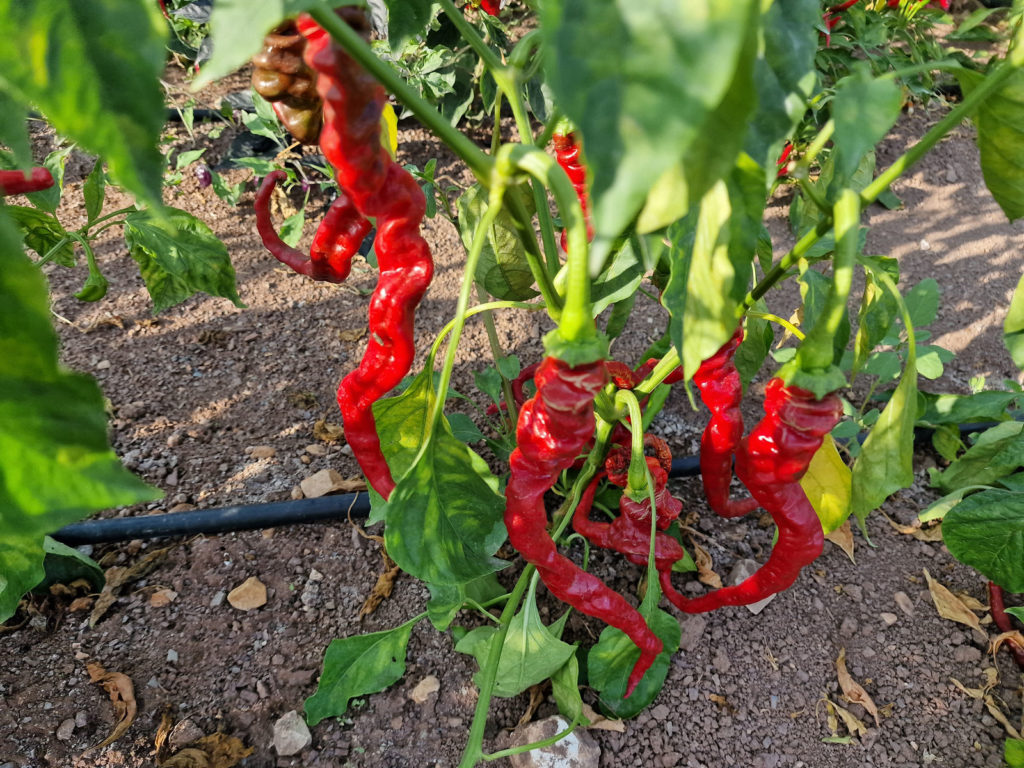 HJ5 Helix Nebula Space Chilli Seeds - HJ5 Helix Nebula Space Pepper ...