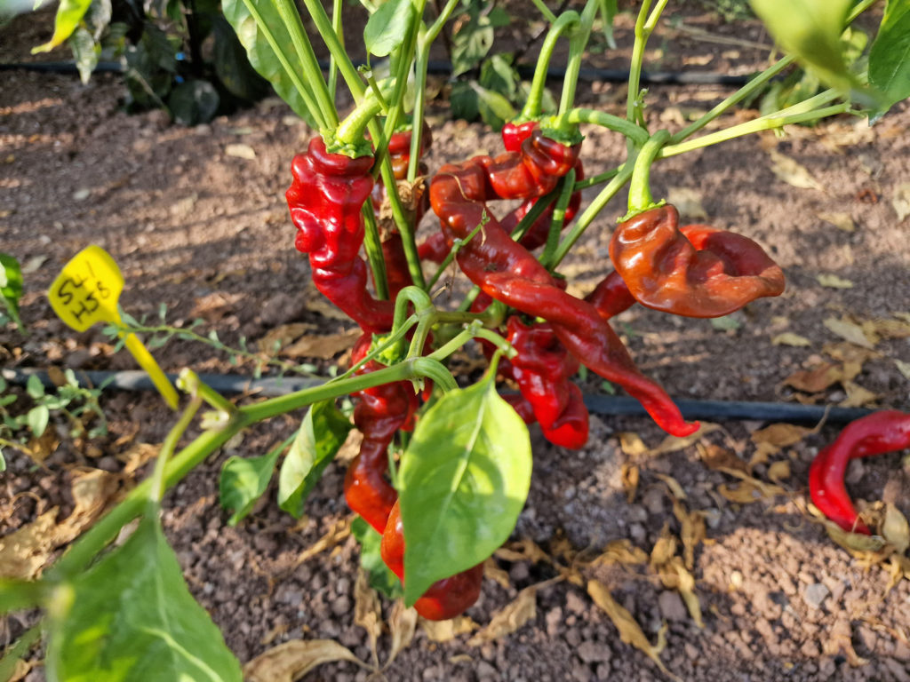 HJ8 Total Eclipse Space Chilli Seeds - HJ8 Total Eclipse Space Pepper Seeds - Red Dragon Seeds