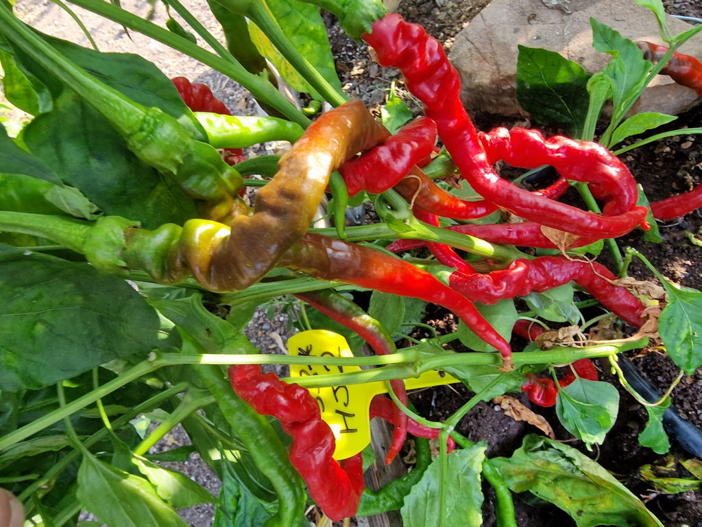 HJ10 After Glow Space Chilli Seeds - HJ10 After Glow Space Pepper Seeds ...