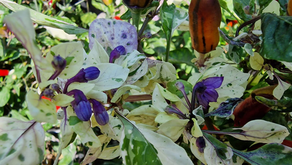 Jalapeno Tiger Chilli Seeds - Jalapeno Tiger Pepper Seeds - Red Dragon ...