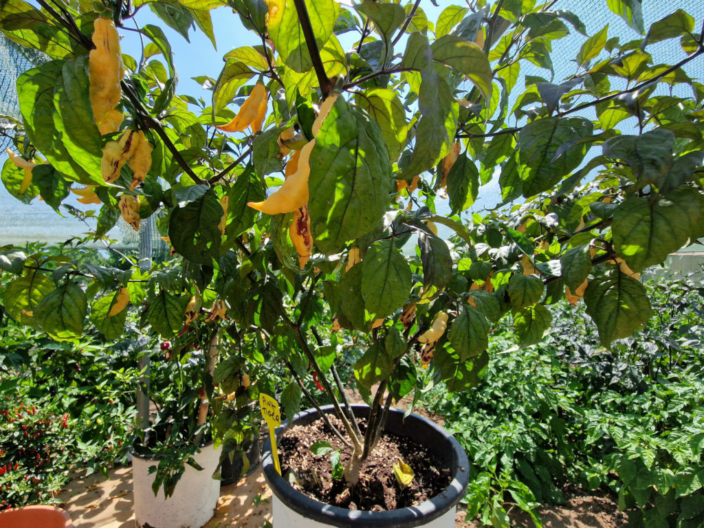 Pink Tiger Chilli Seeds - Pink Tiger Pepper Seeds - Red Dragon Seeds