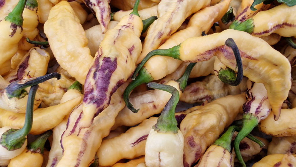 Pink Tiger Chilli Seeds - Pink Tiger Pepper Seeds - Red Dragon Seeds