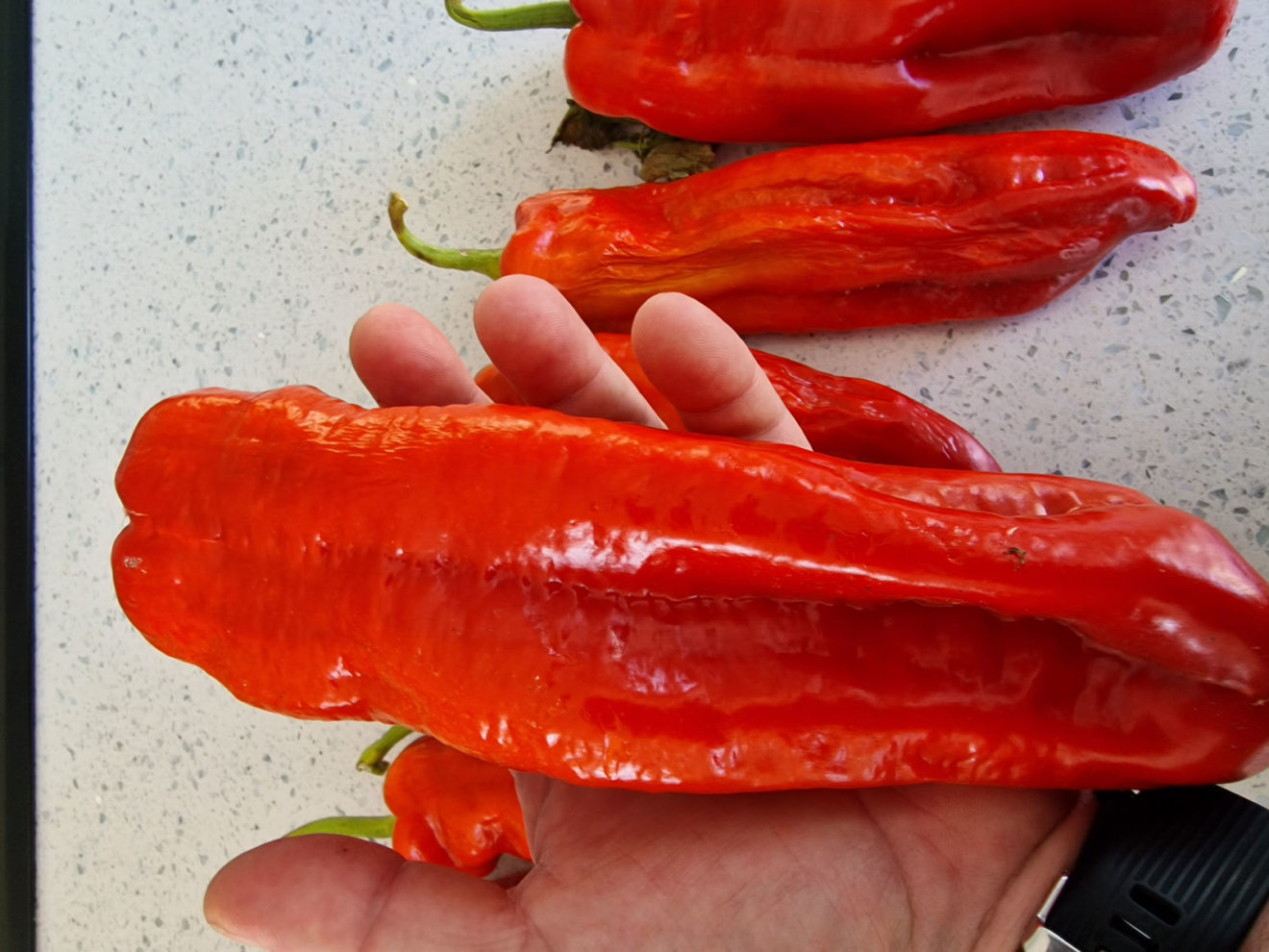 Big Jim Chilli Seeds - Numex Big Jim Pepper Seeds - Red Dragon Seeds