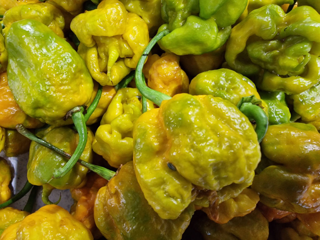 Carolina Reaper Variety Pack Chilli Seeds - 8 Colours of The Carolina ...