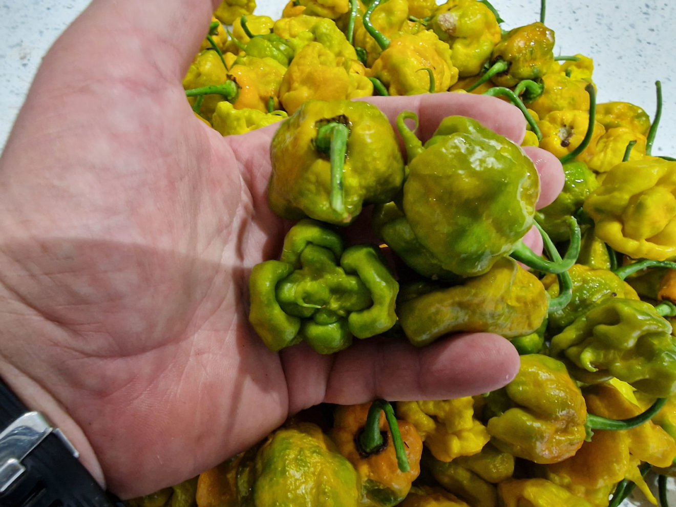 Carolina Reaper Mustard Chilli Seeds - Carolina Reaper Mustard Pepper ...