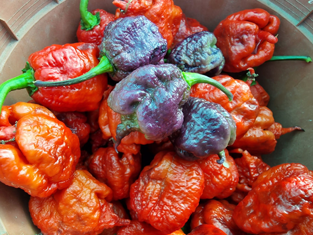 Purple Death Chilli Seeds - Purple Death Pepper Seeds - Red Dragon Seeds