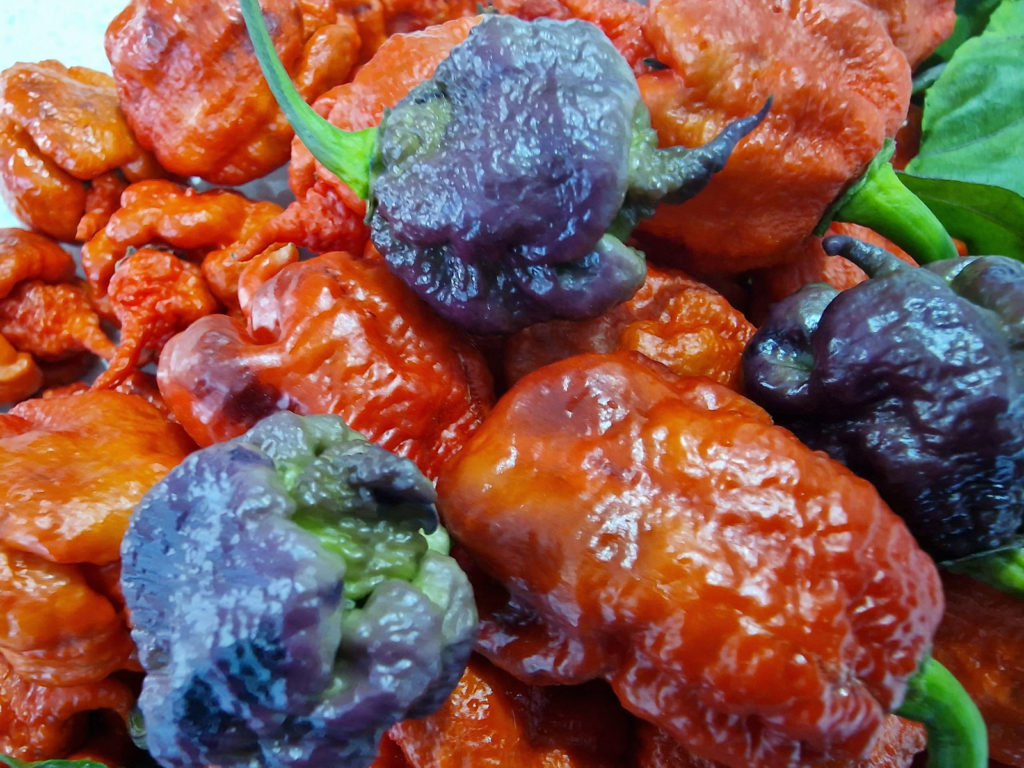 Purple Death Chilli Seeds - Purple Death Pepper Seeds - Red Dragon Seeds