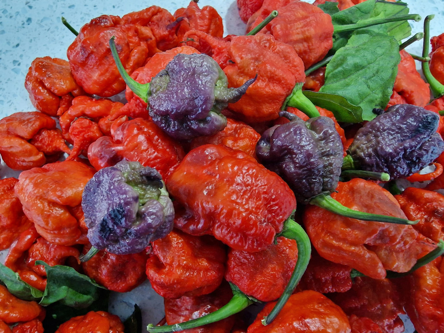 Purple Death Chilli Seeds - Purple Death Pepper Seeds - Red Dragon Seeds