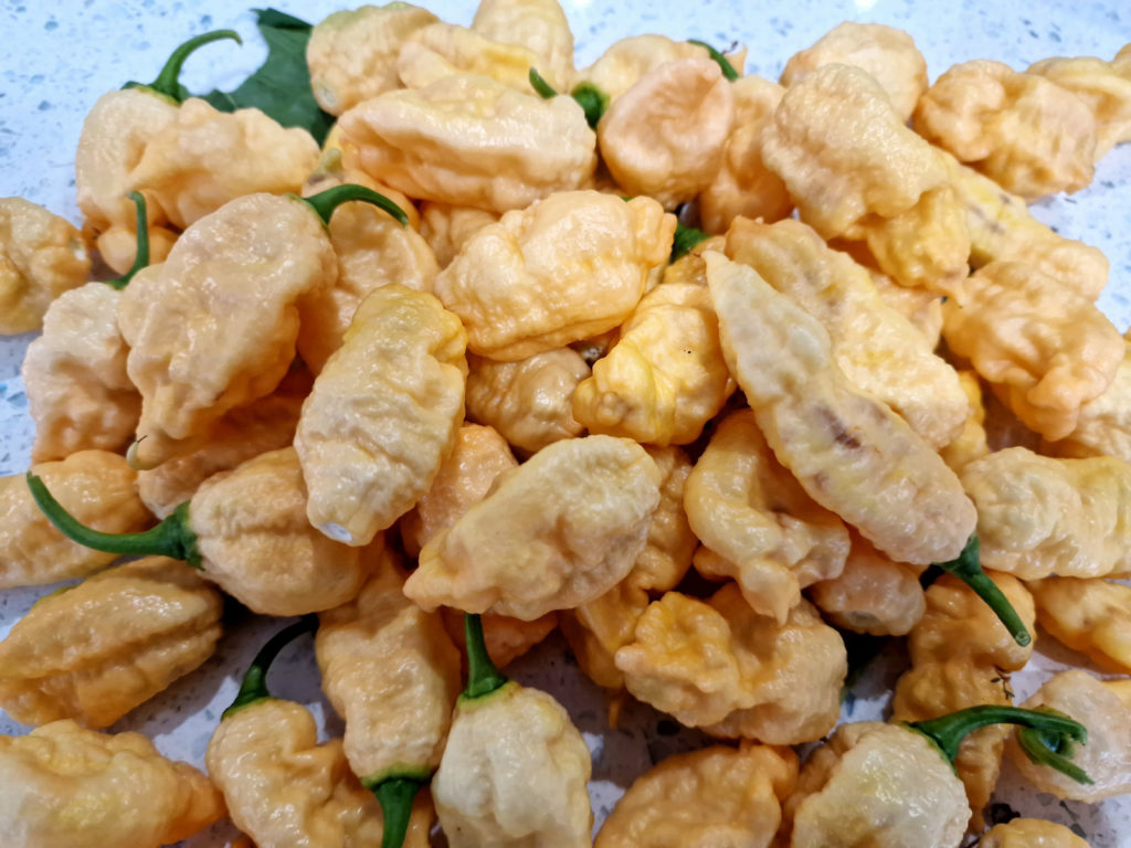 Bengal Naga Peach Chilli Seeds - Bengal Naga Peach Pepper Seeds - Red ...