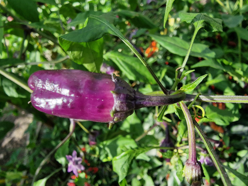 Purple Bleeder Chilli Seeds - Purple Bleeder Pepper Seeds - Red Dragon ...