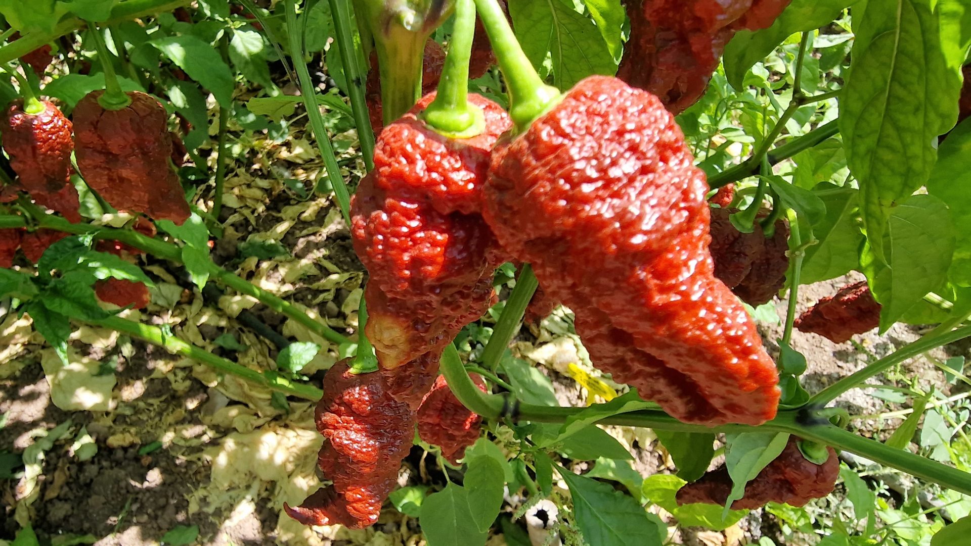 Jigsaw Chocolate Chilli Seeds - Jigsaw Chocolate Pepper Seeds - Red ...