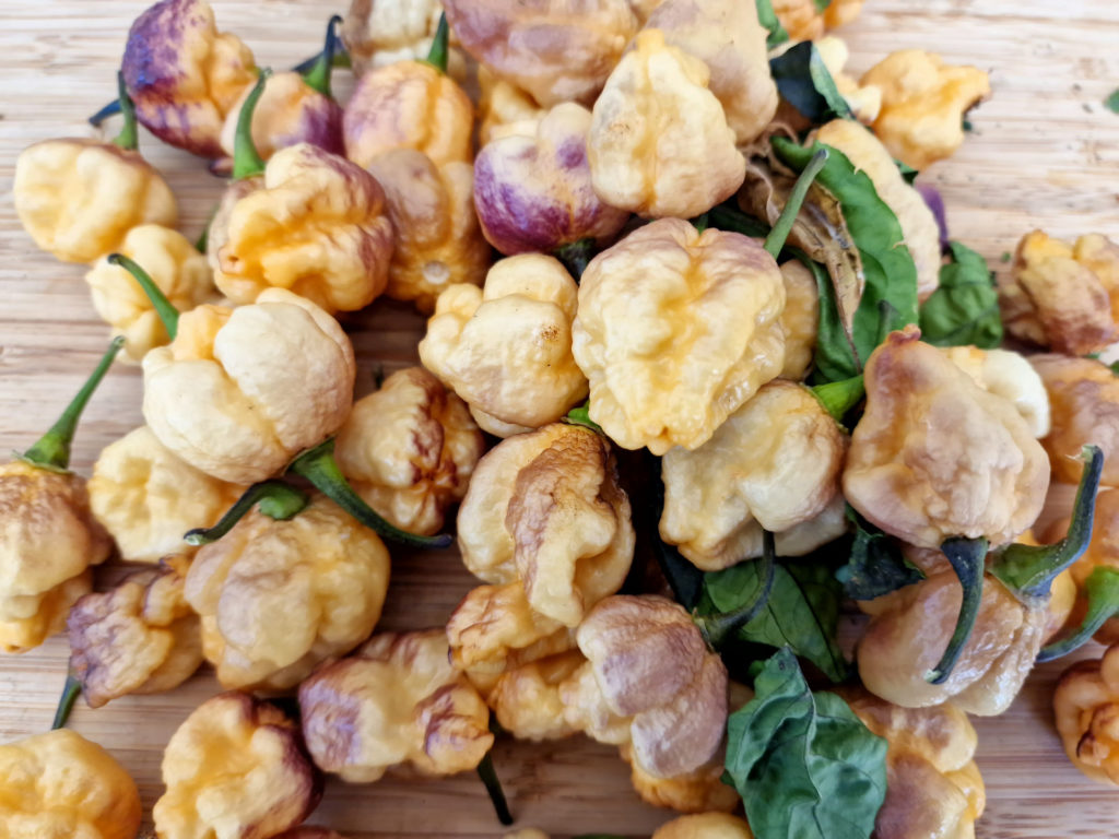 PockMark Peach Chilli Seeds - PockMark Peach Pepper Seeds - Red Dragon ...