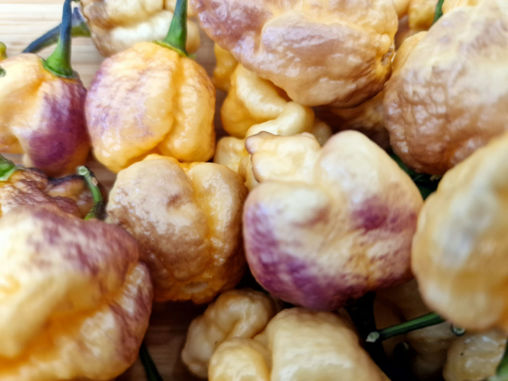 PockMark Peach Chilli Seeds - PockMark Peach Pepper Seeds - Red Dragon ...