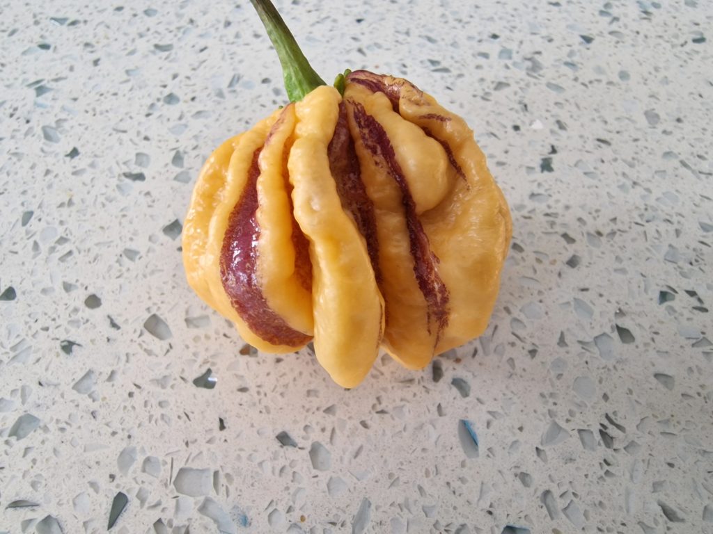 Purple Ghost Scorpion Cream Chilli Seeds - Purple Ghost Scorpion Cream ...