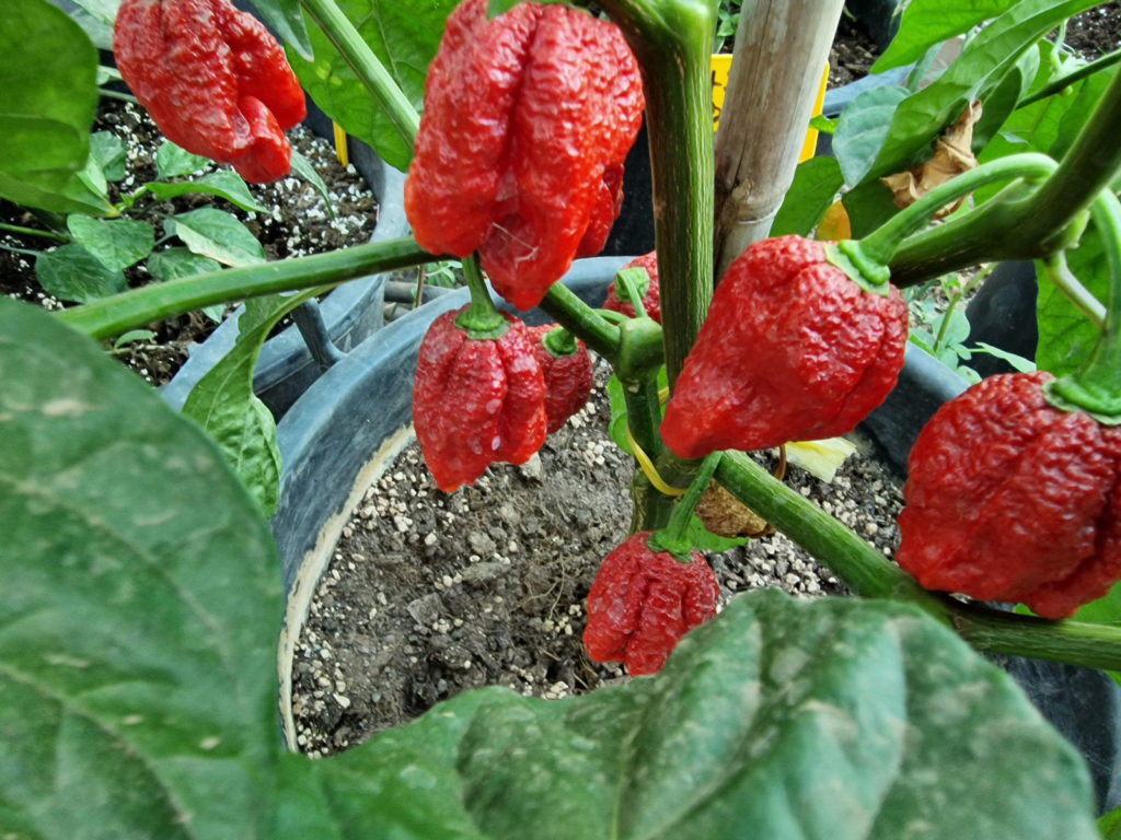7 Pot Gigantic Congo SR Chilli Seeds - 7 Pot Pepper Seeds - Red Dragon ...