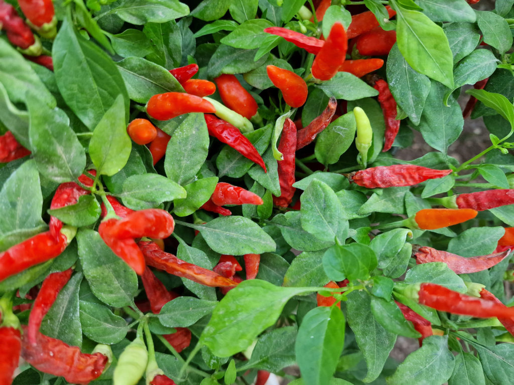 Basket Of Fire Chilli Seeds - Basket Of Fire Pepper Seeds - Red Dragon ...