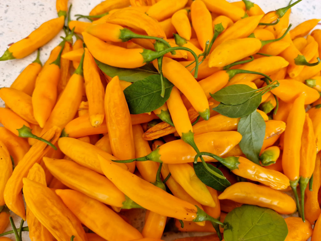 AJI Cito Chilli Seeds - AJI Cito Pepper Seeds - Red Dragon Seeds