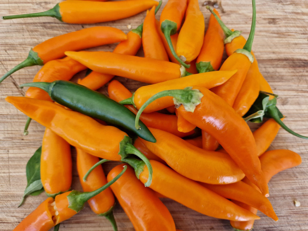 Large Orange Thai Chilli Seeds - Large Orange Thai Pepper Seeds - Red ...