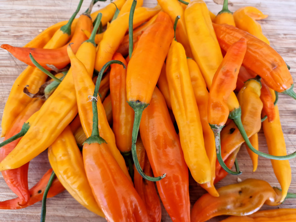 Aji Orange Chilli Seeds - Aji Orange Pepper Seeds - Red Dragon Seeds