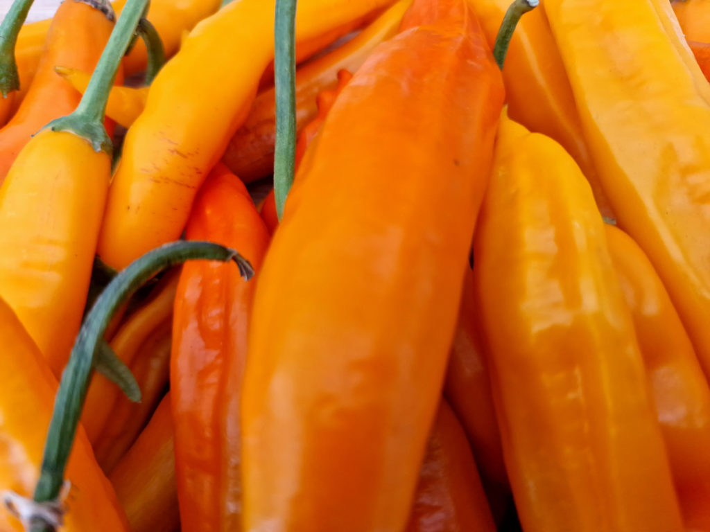 Aji Orange Chilli Seeds - Aji Orange Pepper Seeds - Red Dragon Seeds