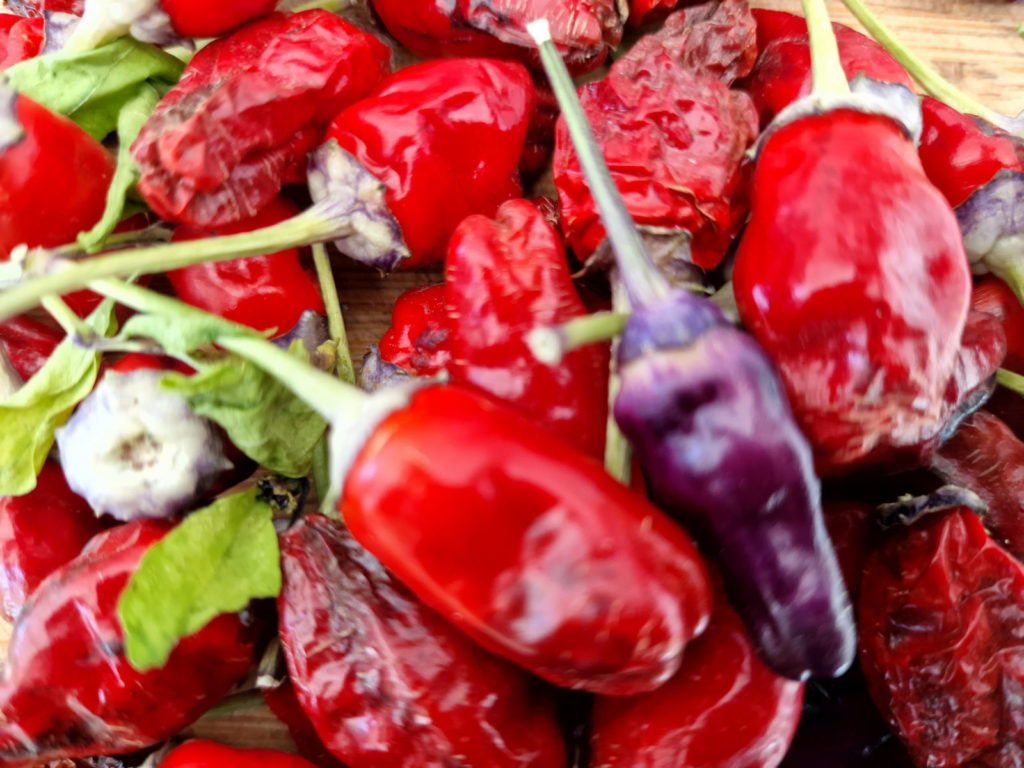 Black Scorpion Tongue Variant Chilli Seeds - Black Scorpion Tongue ...