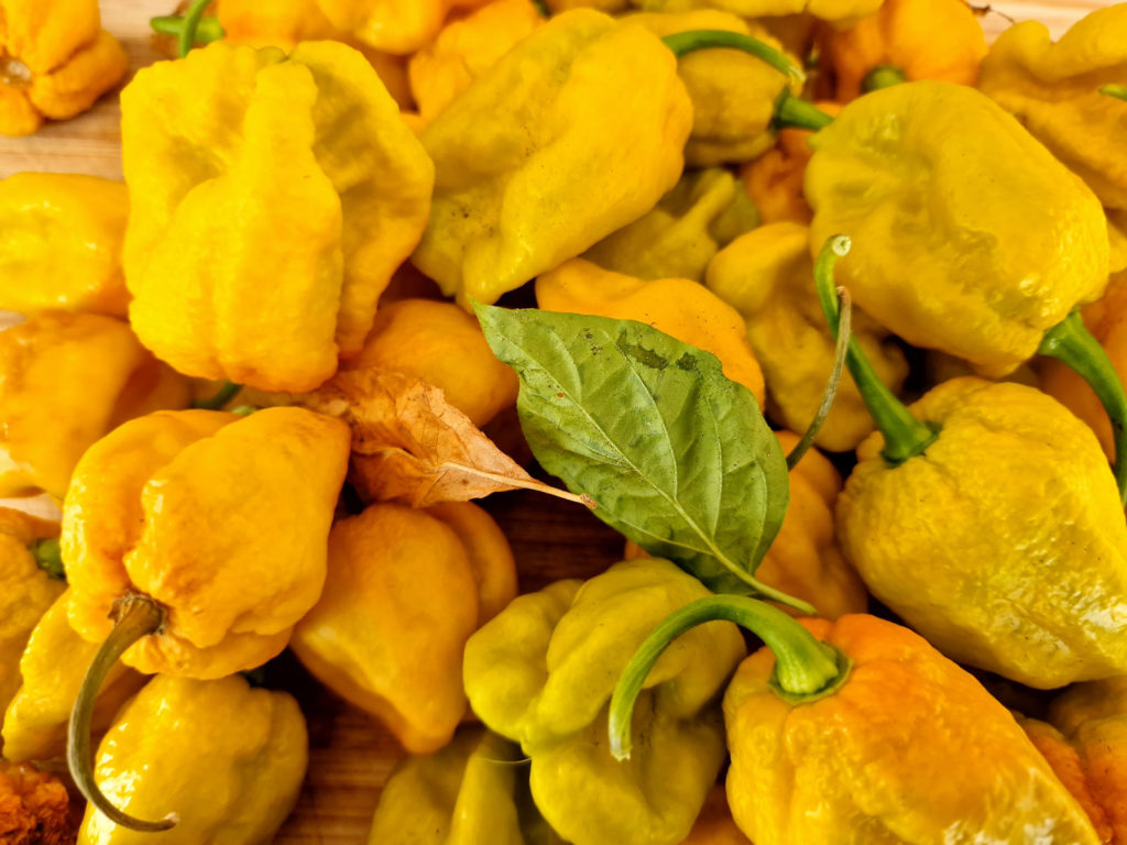 Bhut Jolokia Mustard Chilli Seeds - Bhut Jolokia Mustard Pepper Seeds