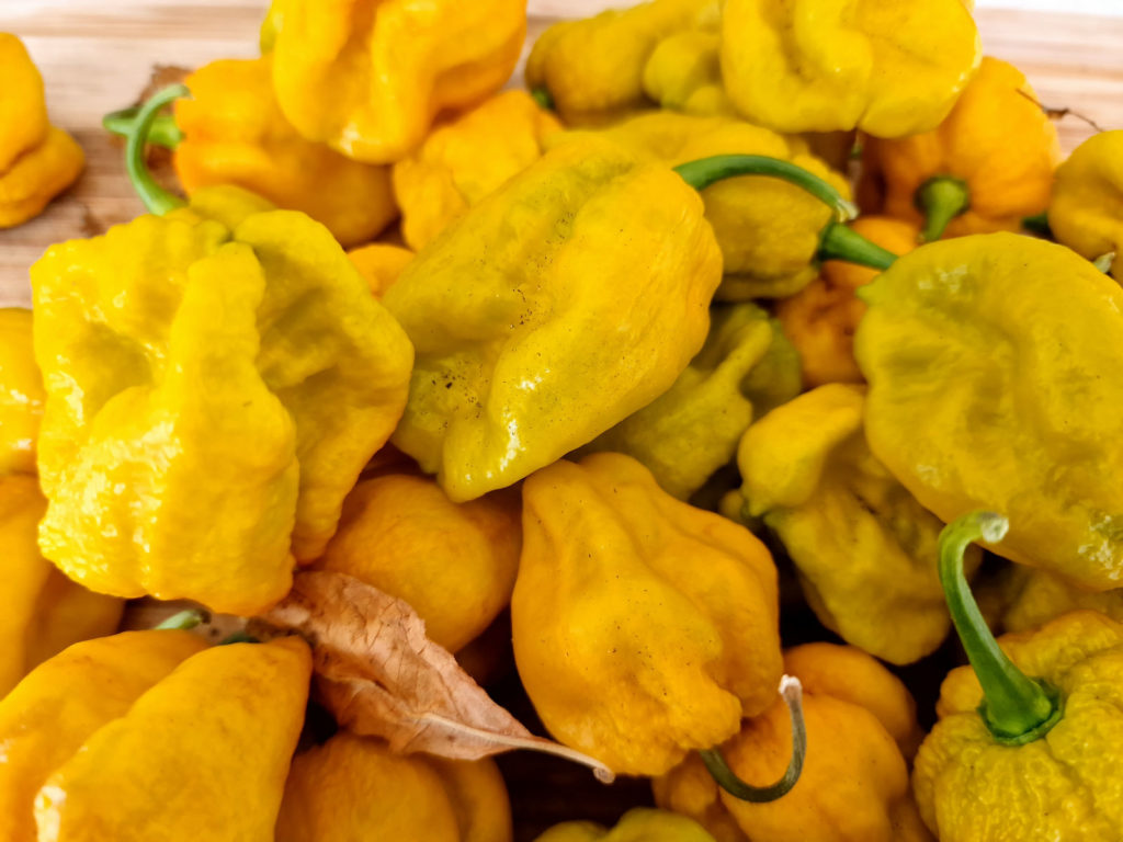 Bhut Jolokia Mustard Chilli Seeds - Bhut Jolokia Mustard Pepper Seeds