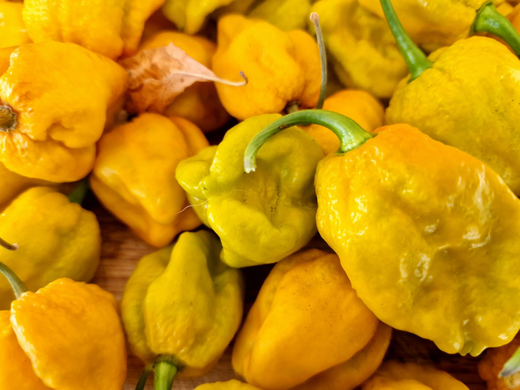 Bhut Jolokia Mustard Chilli Seeds - Bhut Jolokia Mustard Pepper Seeds