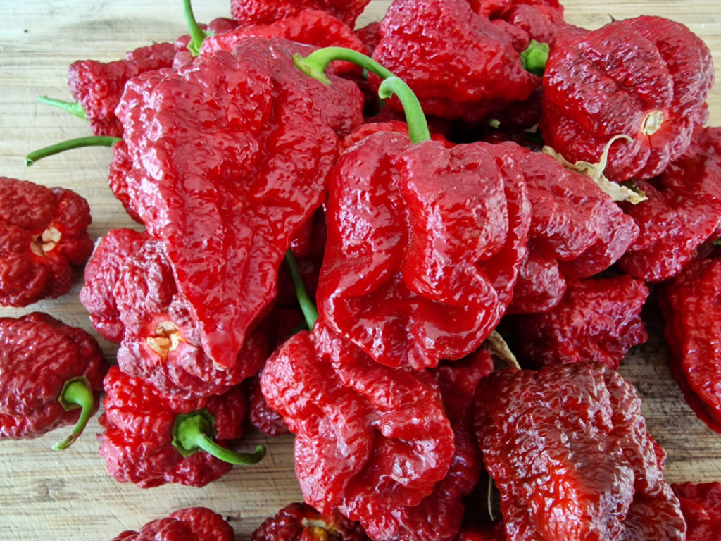 7 Pot Gigantic Congo SR Chilli Seeds - 7 Pot Pepper Seeds - Red Dragon ...