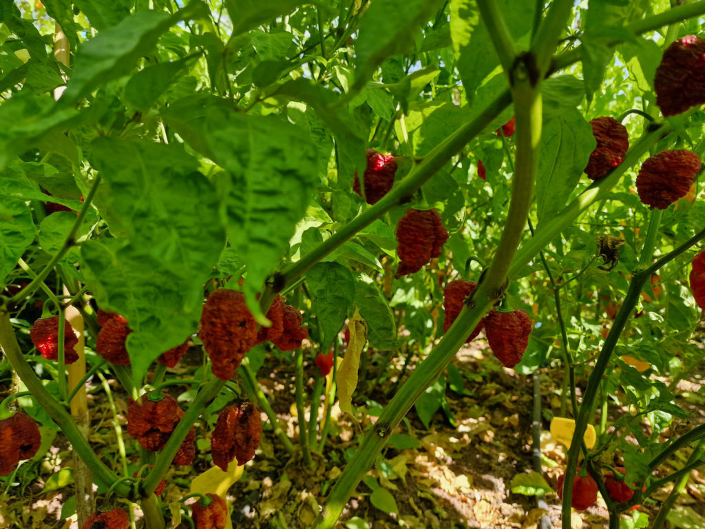 Barrackpore 7 Pot Chilli Seeds - Barrackpore 7 Pod Pepper Seeds - Red ...