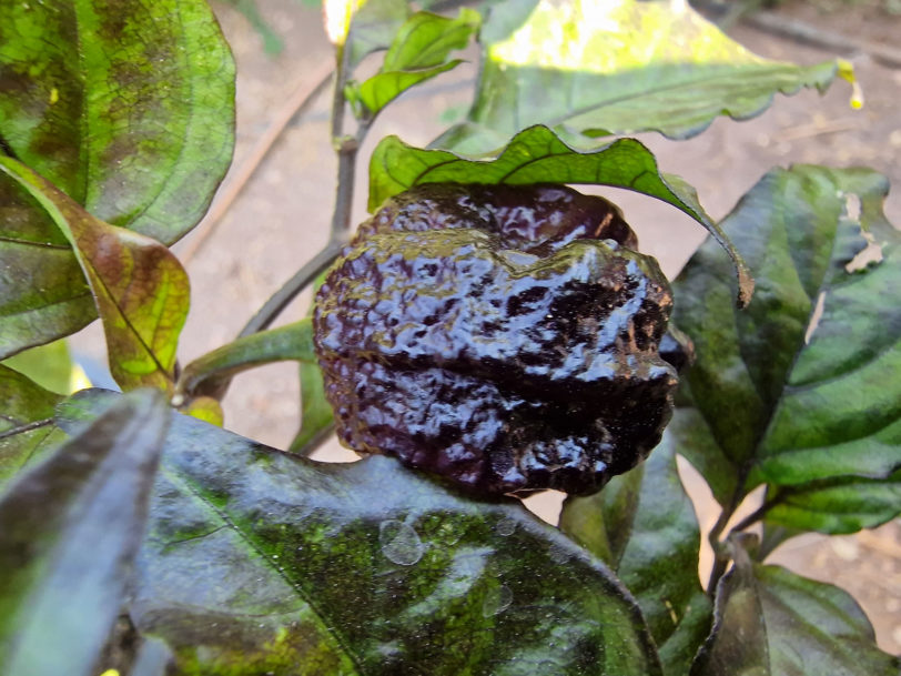 Moruga Blackjack Chilli Seeds - Moruga Blackjack Pepper Seeds - Red ...